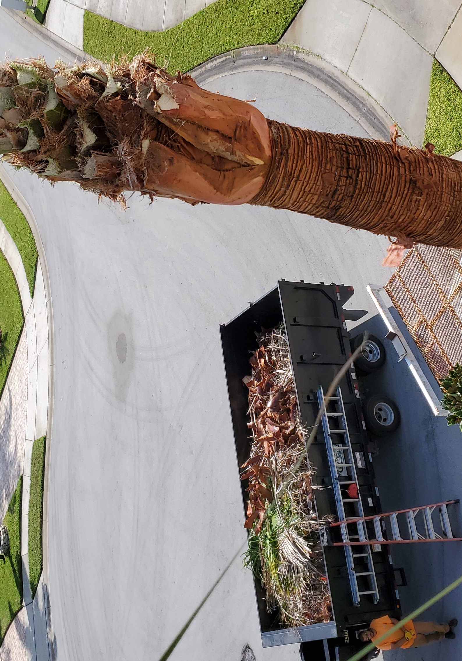 Tree Services Work Gallery