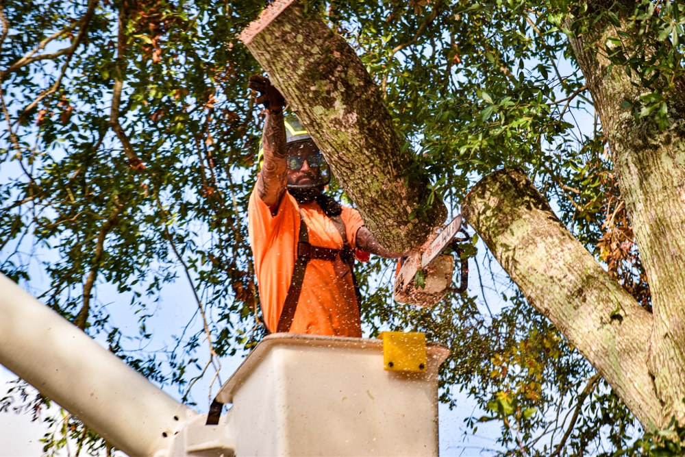 Tree Services Work Gallery