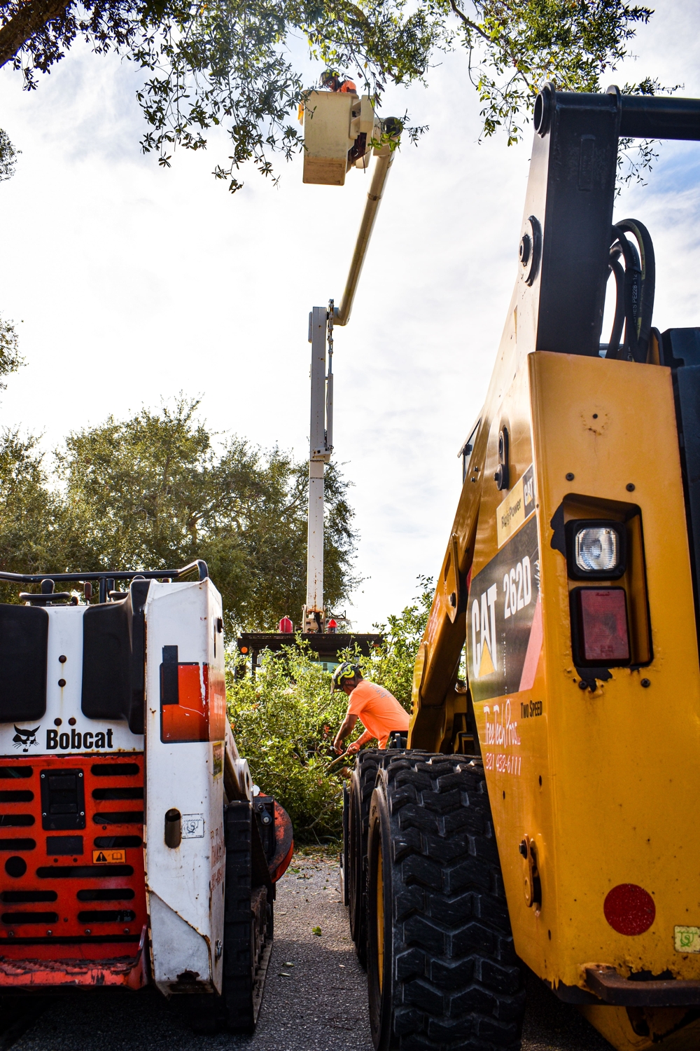 Tree Services Work Gallery
