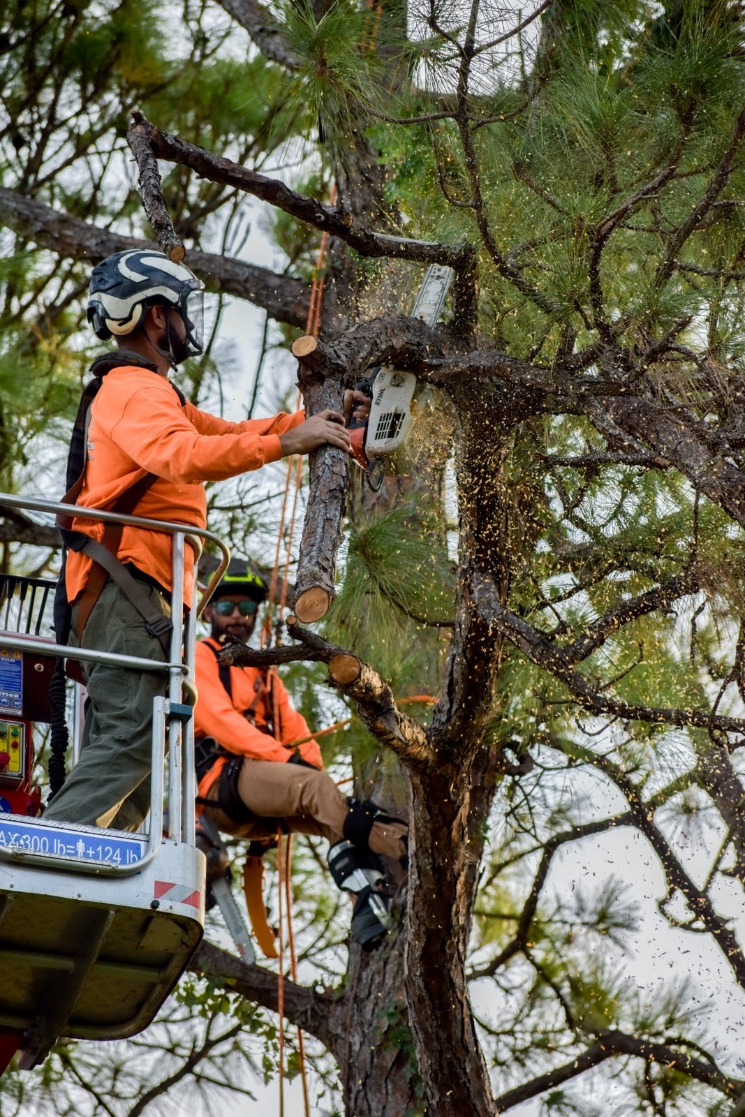 Tree Services Work Gallery