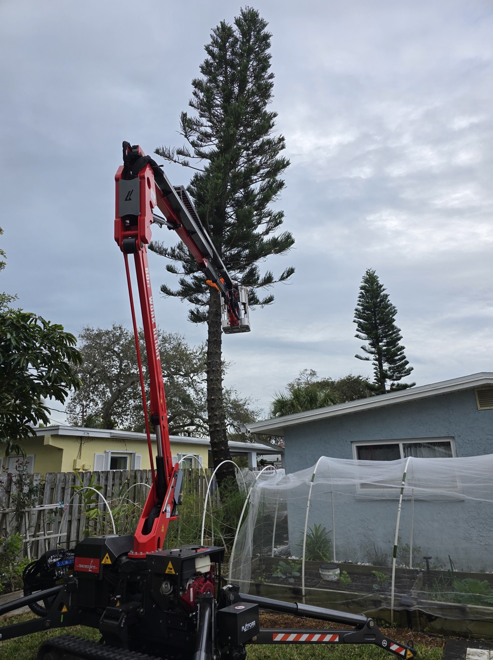 Tree Services Work Gallery